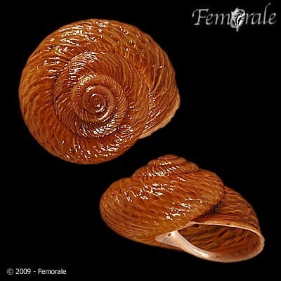 Leptaxis groviana (Madeira Snails) · iNaturalist