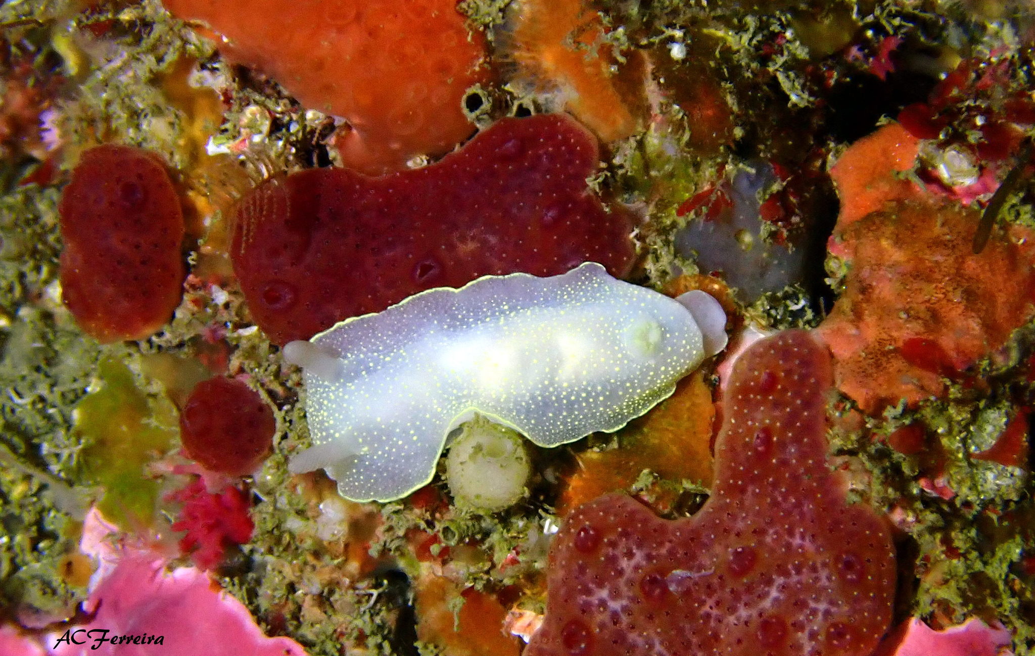 Cadlina laevis (Linnaeus, 1767)