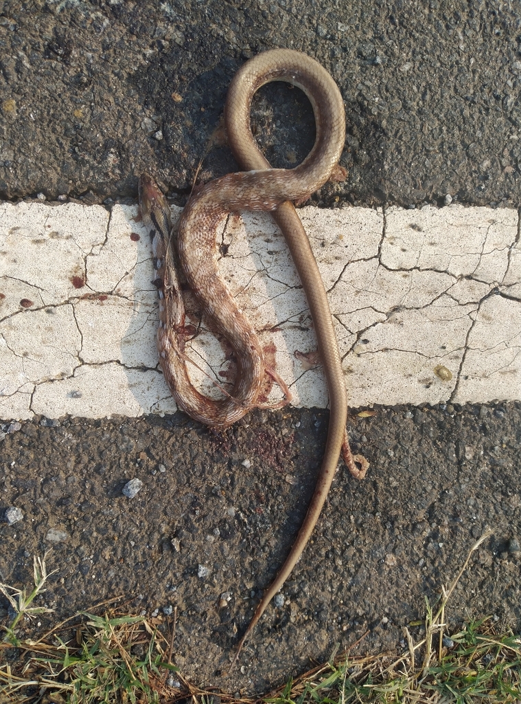 Common Indian trinket snake in February 2022 by Hopeland · iNaturalist