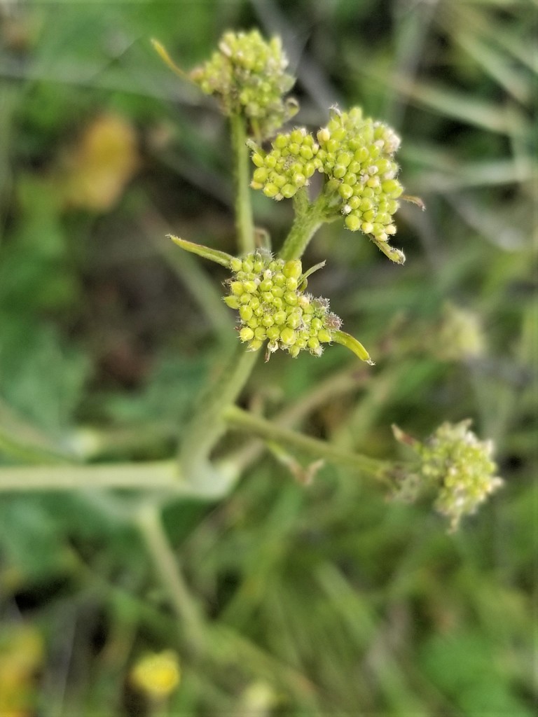 Black Mustard from Monterey County, CA, USA on May 6, 2018 at 02:53 PM ...