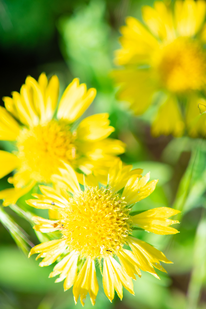 Helenieae from West Carrollton, Carrollton, TX, USA on May 10, 2018 at ...