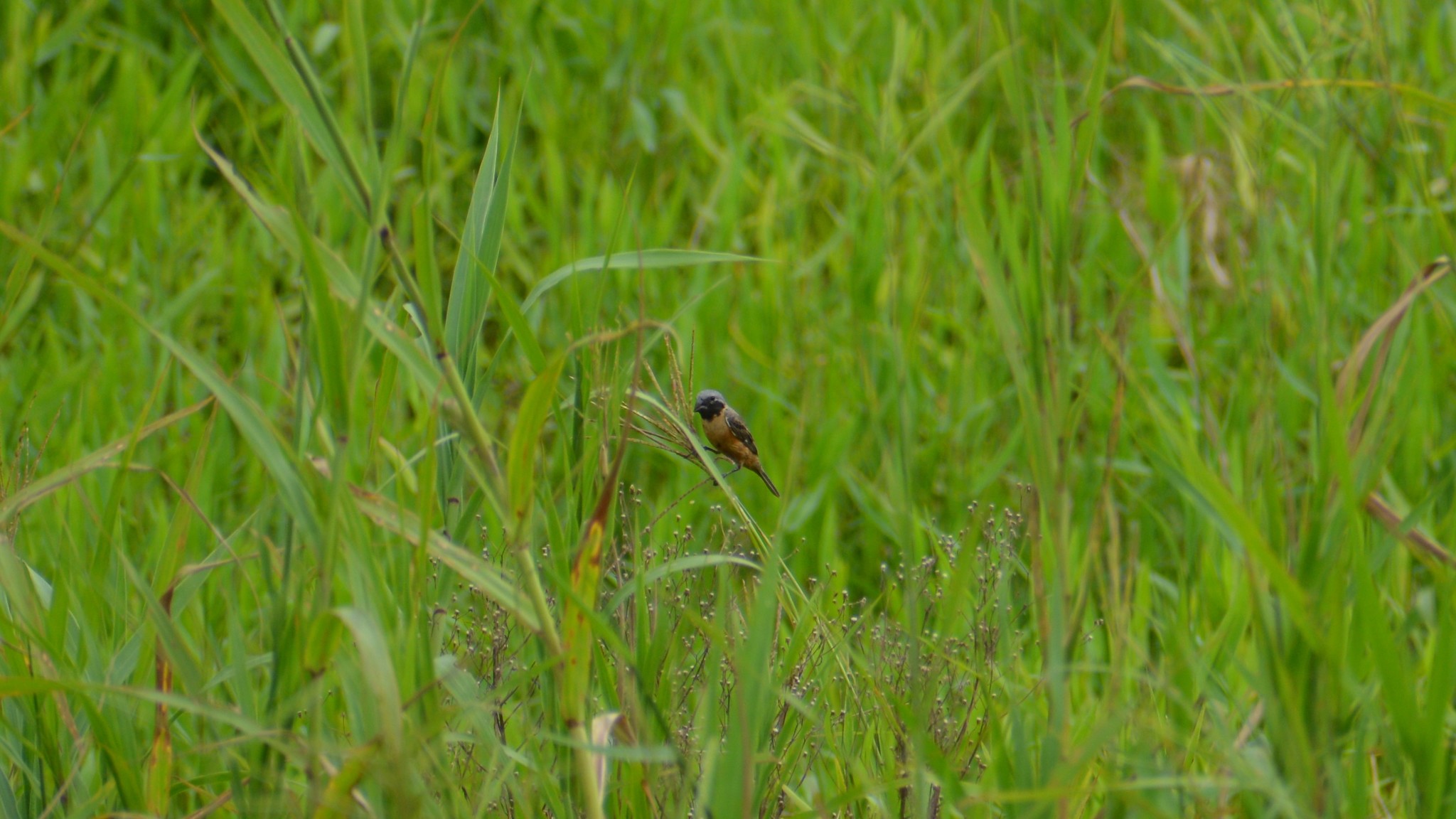 Sporophila ruficollis Cabanis, 1851