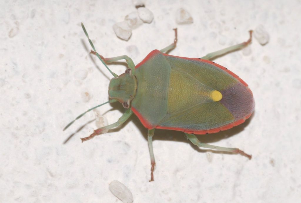 Brachynema cinctum (Madeira True Bugs) · iNaturalist