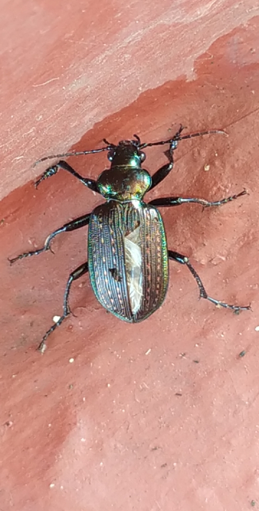 Calosoma alternans from Ciudad de Santa Fe, Provincia de Santa Fe ...