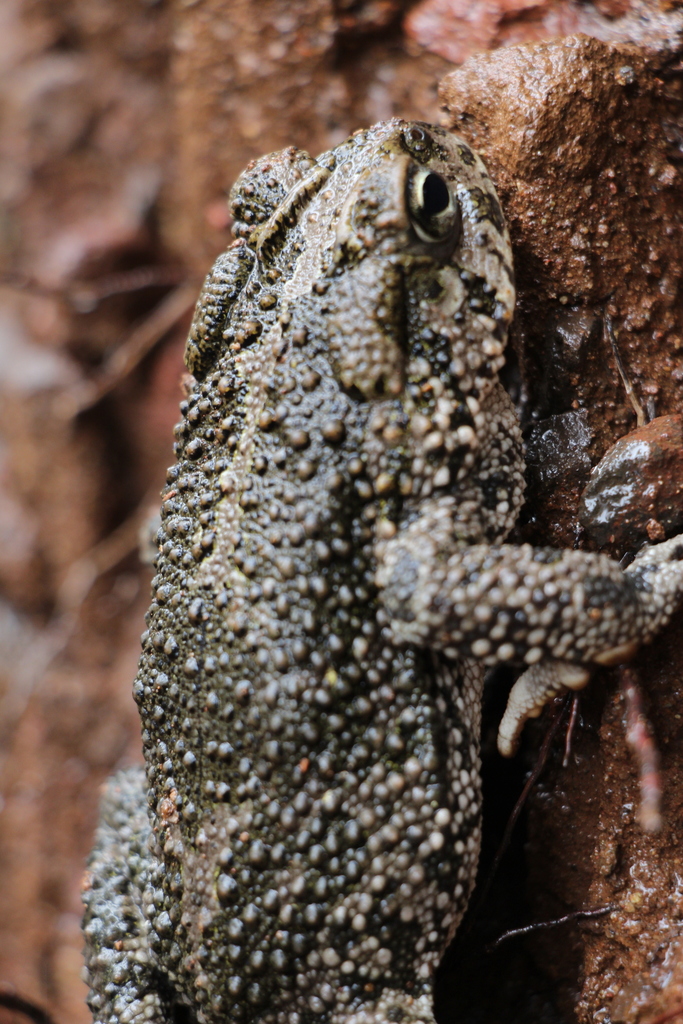 Pine Toad from Chignahuapan, Pue., México on October 17, 2021 at 01:17 ...