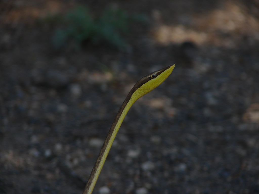 Thornscrub Vine Snake from Tonalá, Jal., México on November 2, 2006 at ...