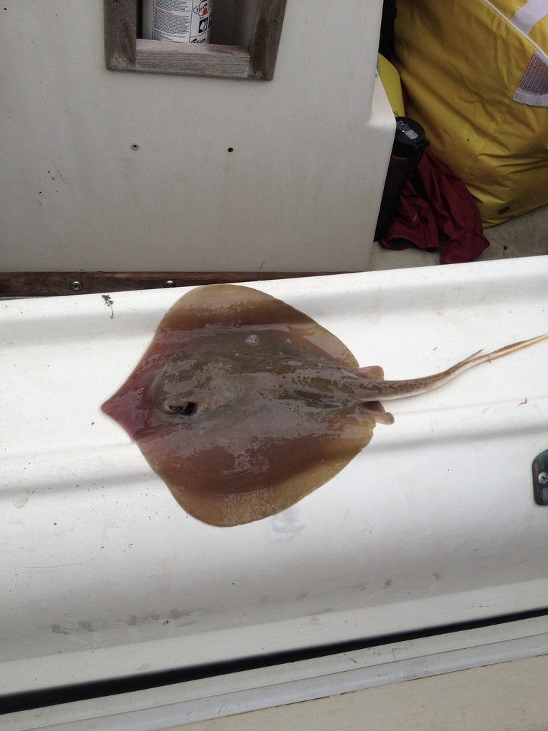 Atlantic Stingray from Georgetown County, SC, USA on May 21, 2013 at 12 ...