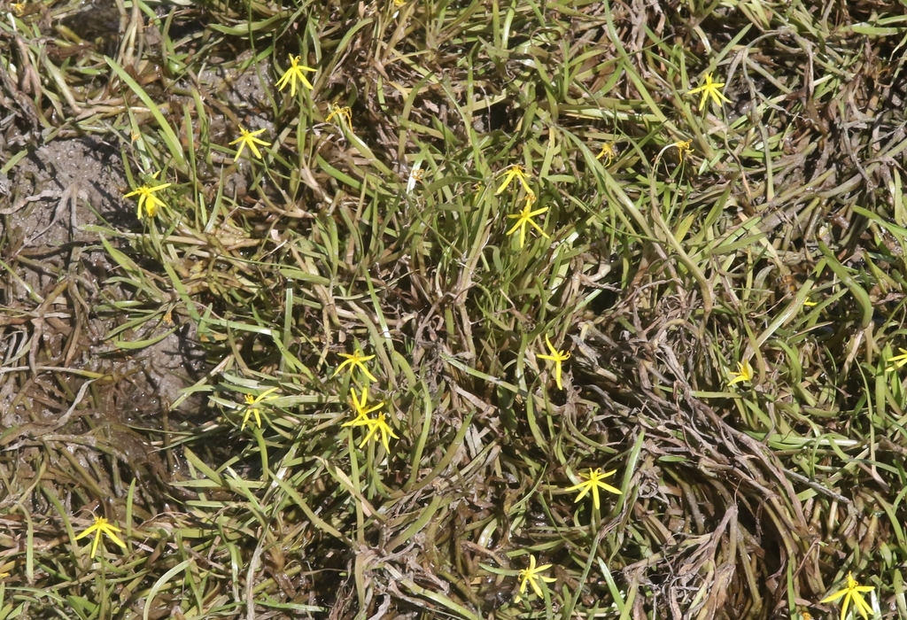 water star-grass (ADIRONDACK RESEARCH GUIDEBOOK) · iNaturalist