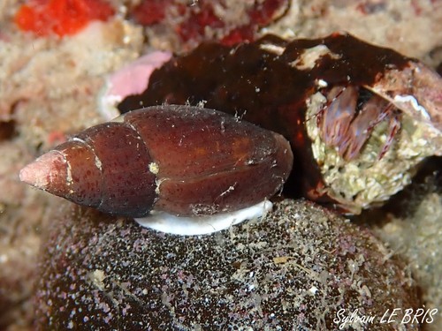 Genus Episcomitra · iNaturalist United Kingdom