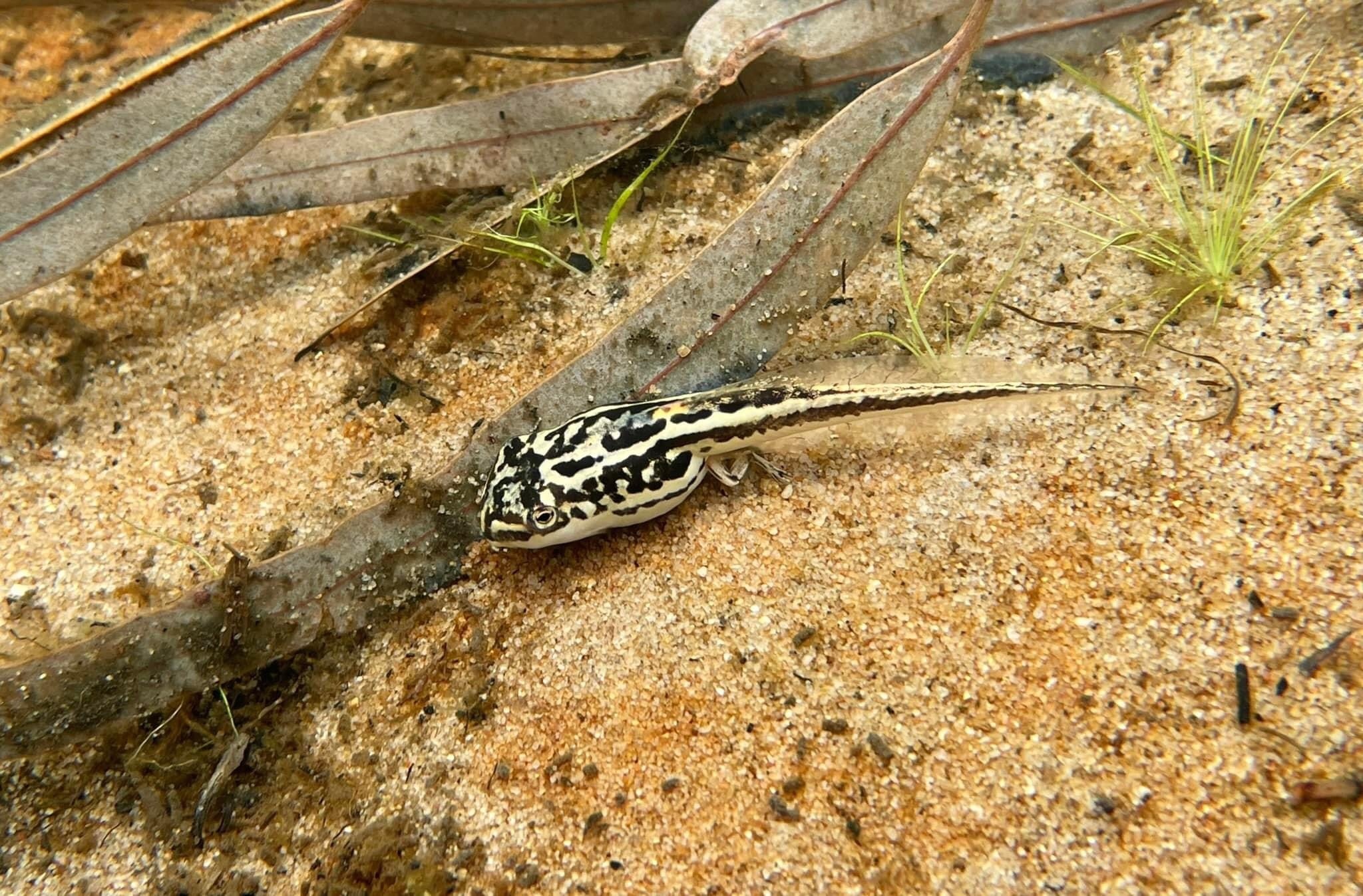Litoria personata Tyler, Davies & Martin, 1978