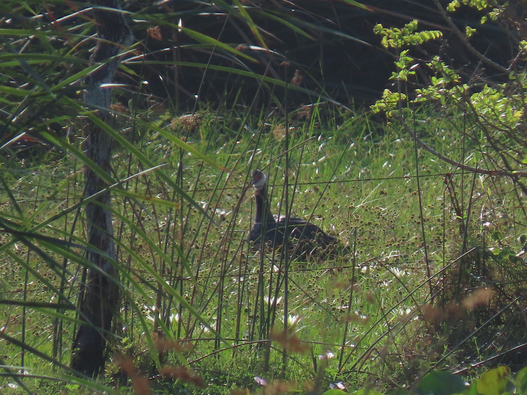 Chauna chavaria (Linnaeus, 1766)