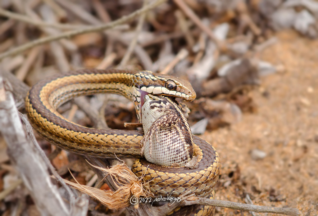 Chilean Green Racer from Concón, Valparaíso, Chile on February 03, 2022 ...