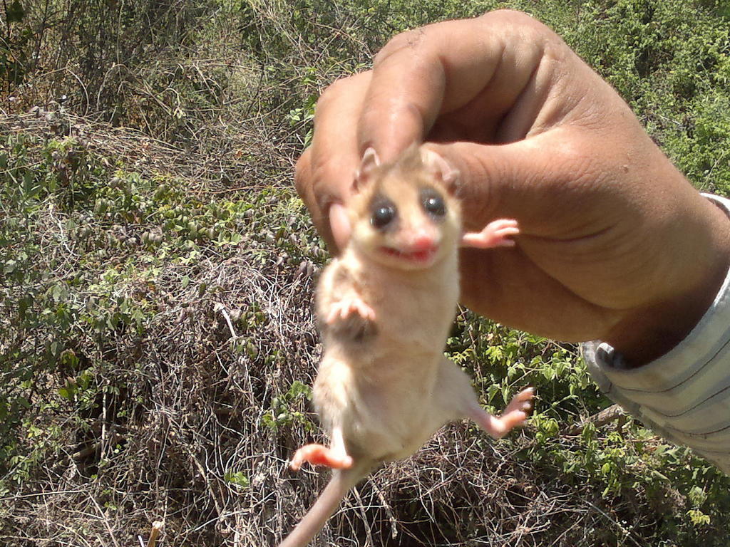 Northern mouse opossum from Tonalá, Jal., México on May 16, 2012 at 12: ...