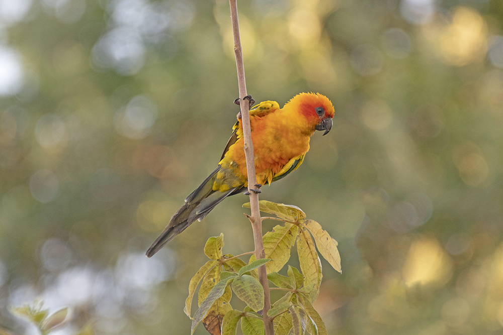 Sun Parakeet in January 2022 by Nereston (Nelinho) Camargo · iNaturalist