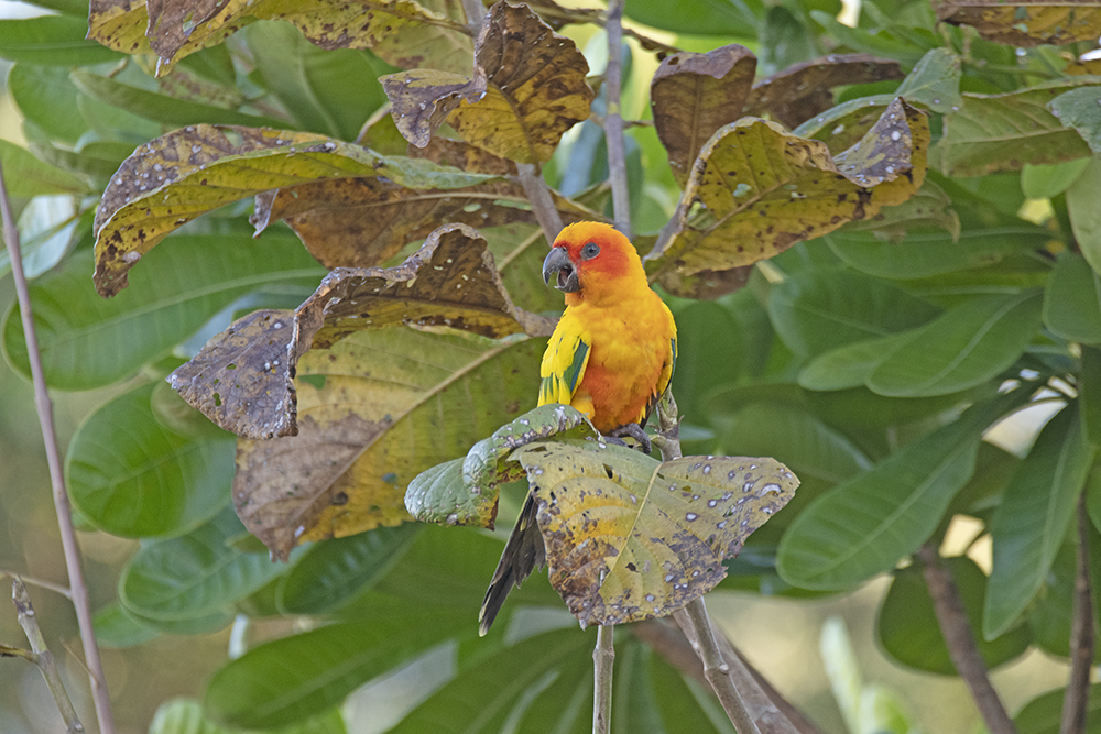 Sun Parakeet in January 2022 by Nereston (Nelinho) Camargo · iNaturalist