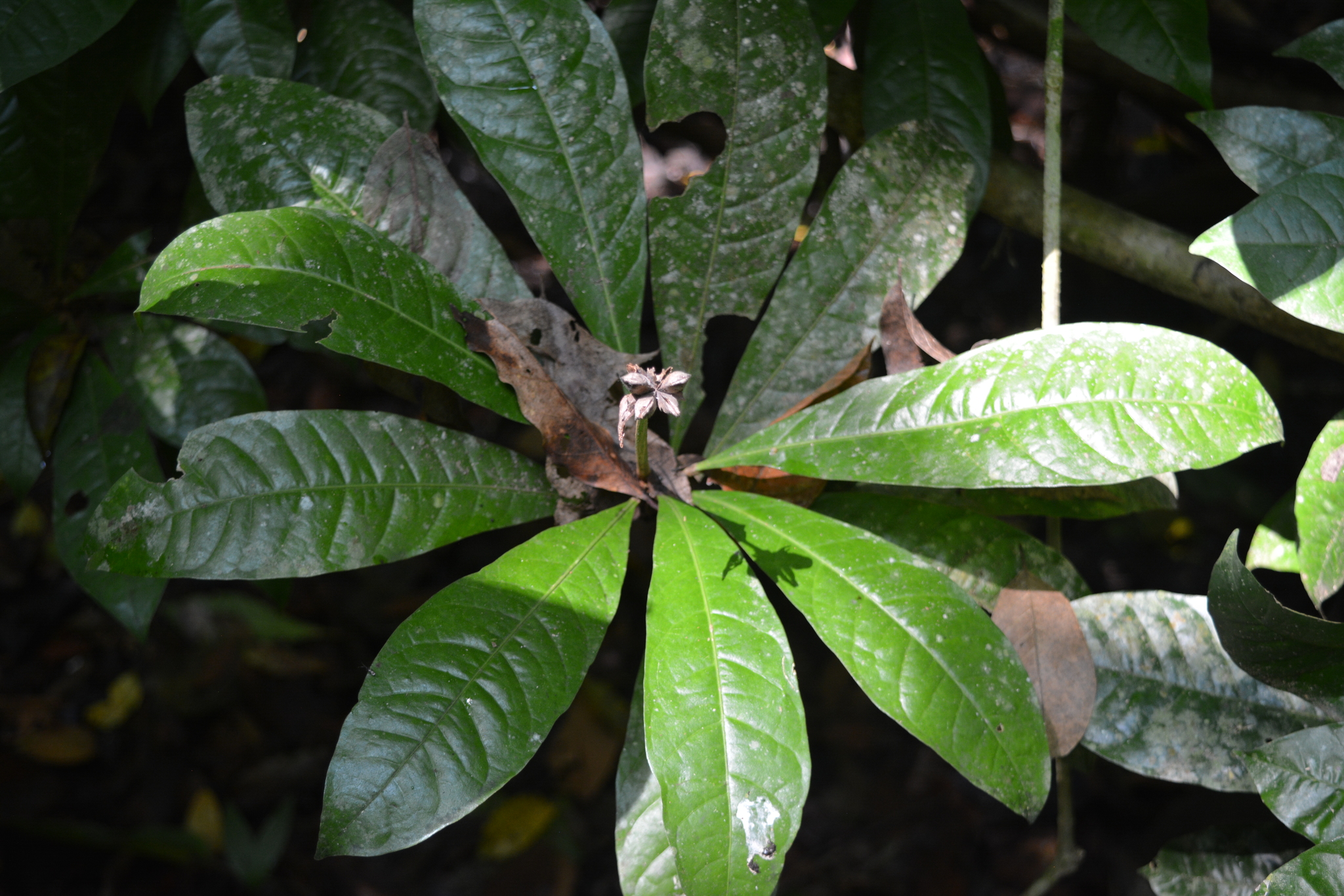 Erythrochiton gymnanthus Kallunki