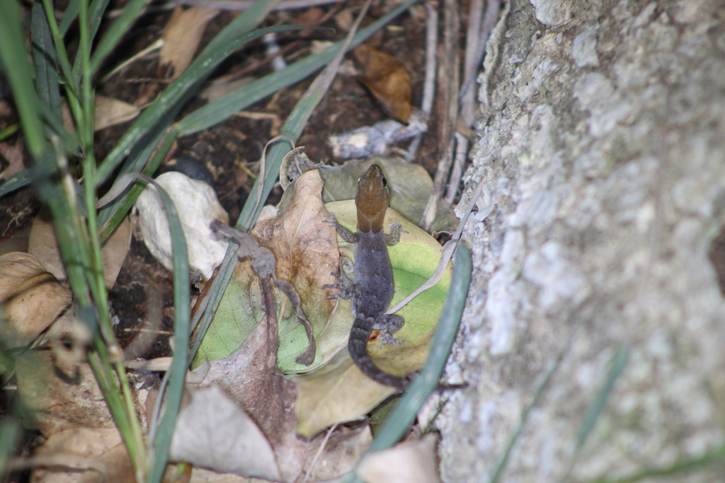 Antilles Gecko from Curaçao on January 10, 2022 at 03:51 AM by linda ...