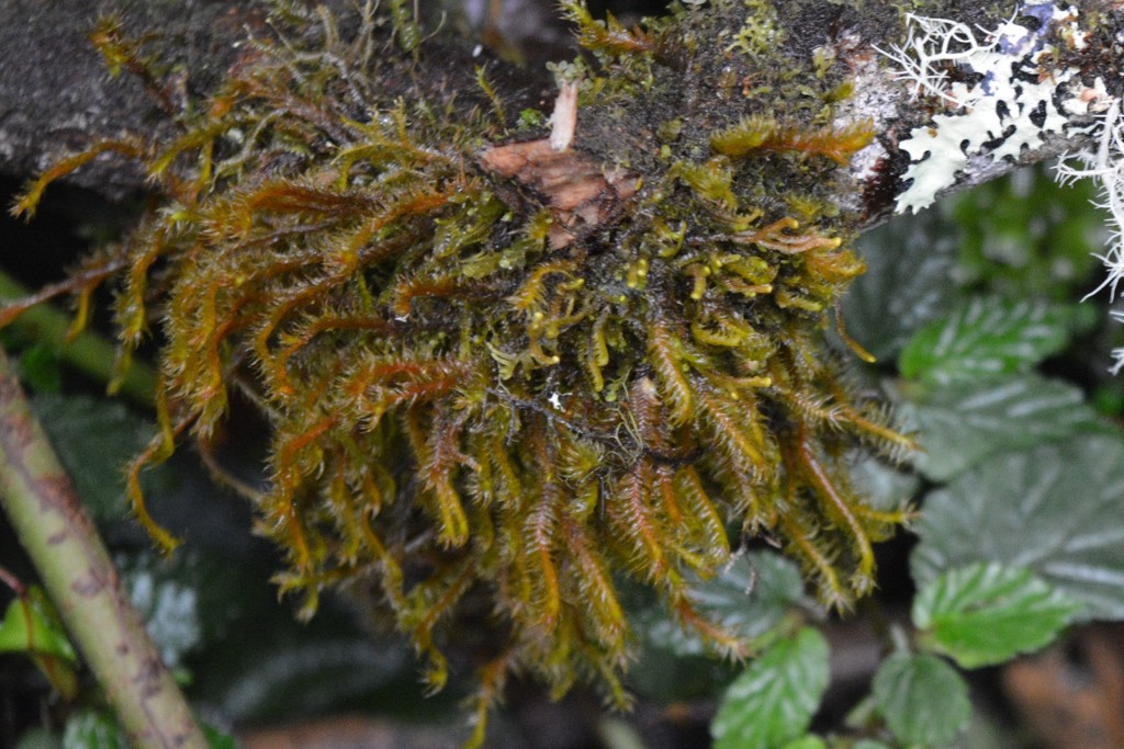 Herbertus from Cerro de la Muerte, San José Province, Costa Rica on ...