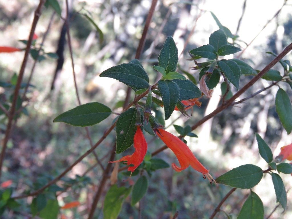 Clinopodium macrostemum from Municipio de Chapala, Jal., México on ...