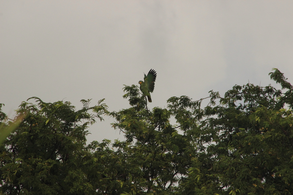 Orange-winged Parrot from Curaçao on December 31, 2021 at 04:07 PM by ...