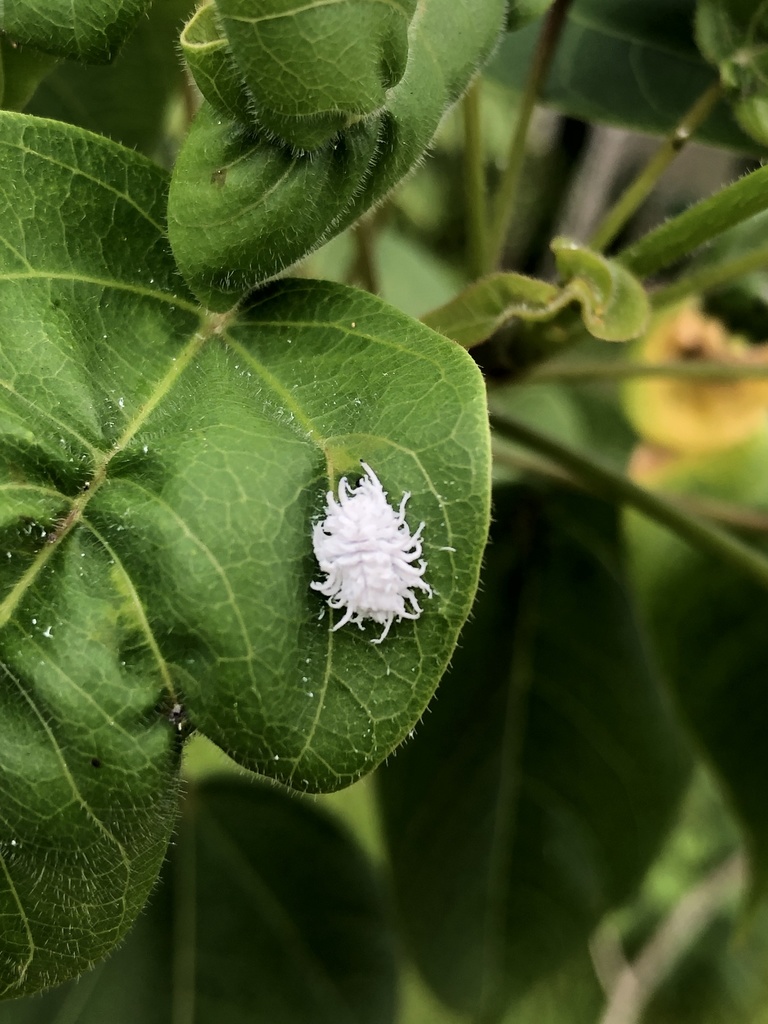 Winged and Once-winged Insects from Koror, Palau, PW on December 11 ...