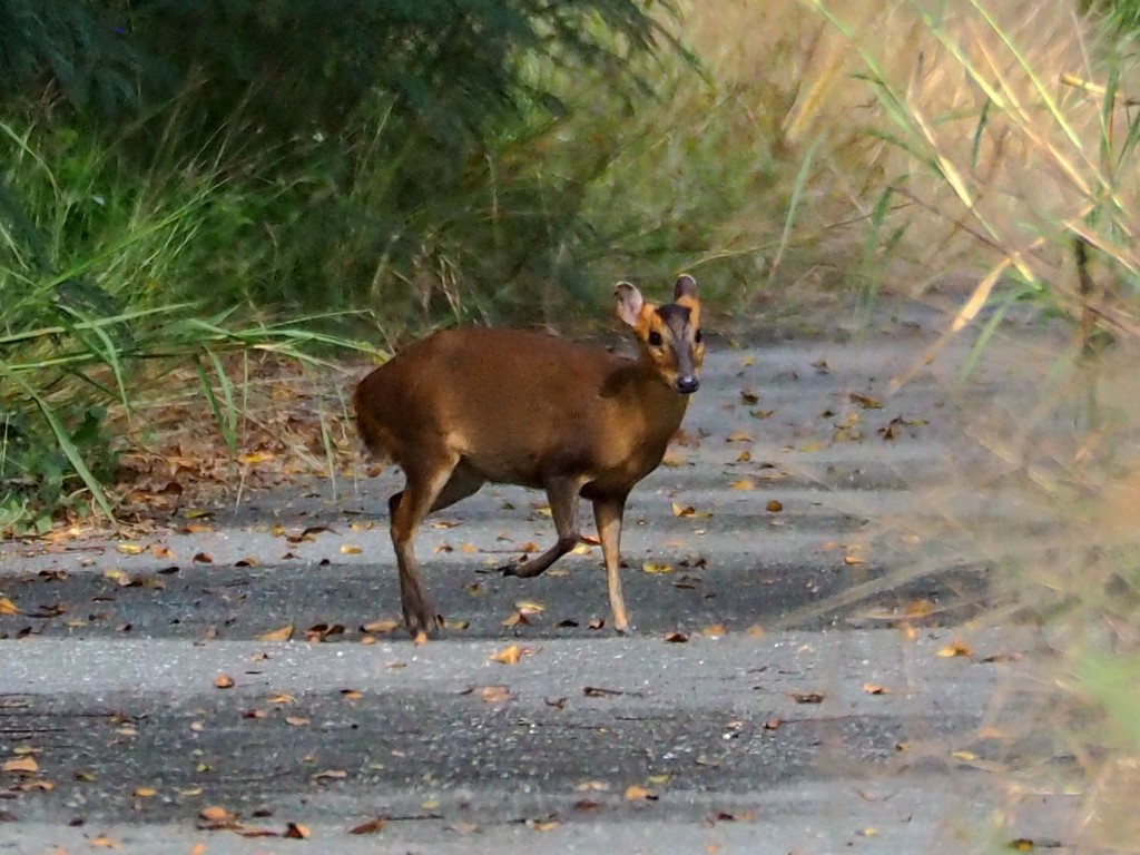 Taiwan Muntjac (Muntiacus reevesi micrurus) - Know Your Mammals