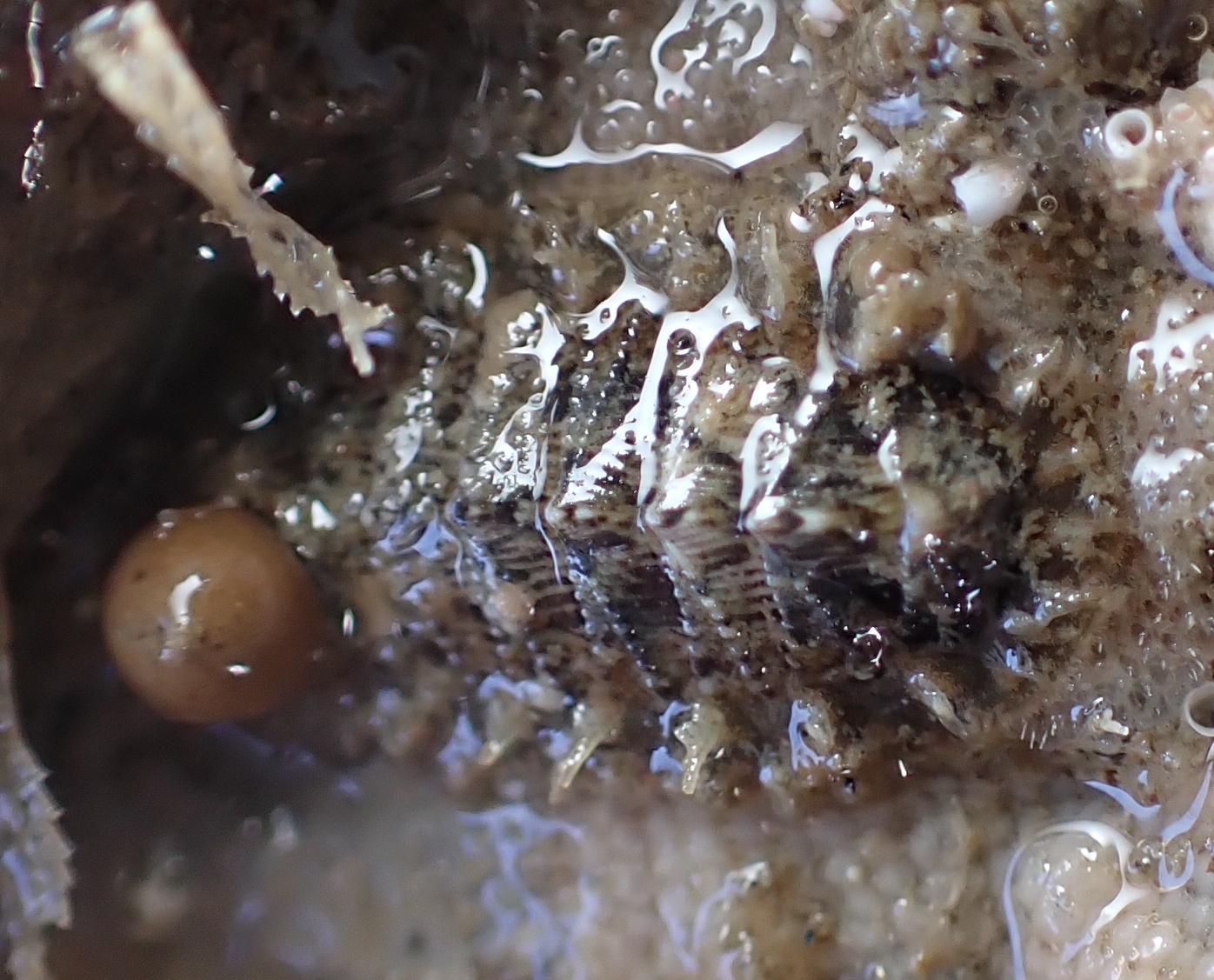 Gromia Dujardin, 1835