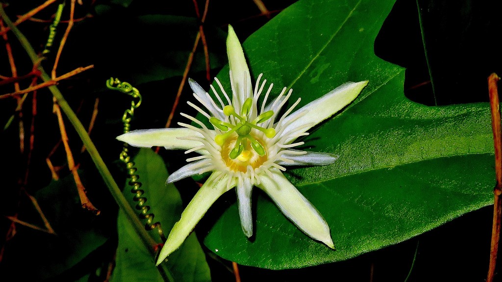 Passiflora capsularis (Plantas en Supía, Caldas) · iNaturalist