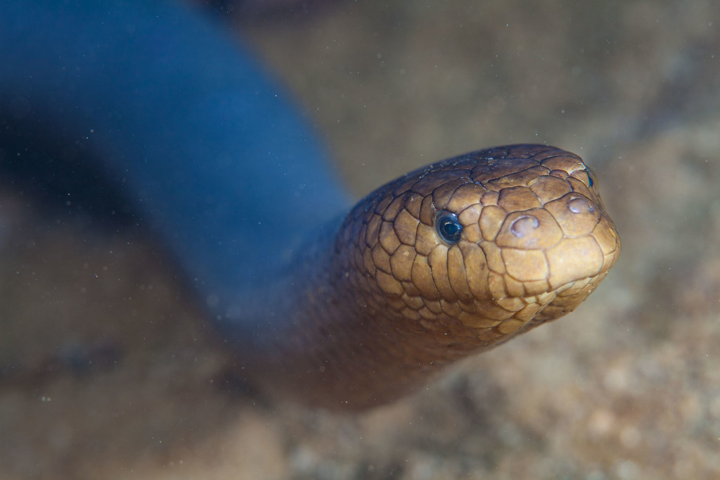 Olive Sea Snake (Aipysurus laevis) - Snakes and Lizards