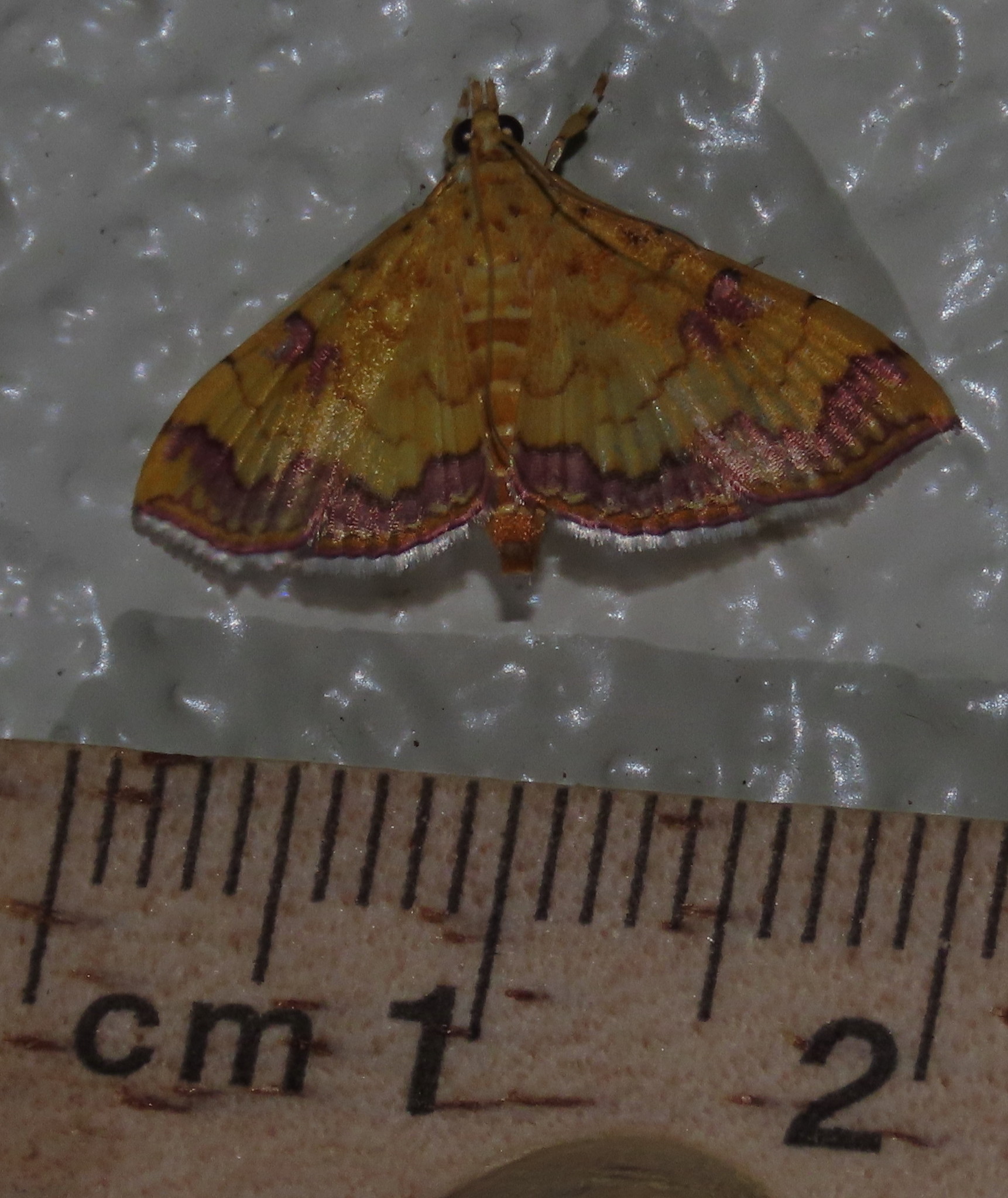 Isocentris filalis Guenée, 1854