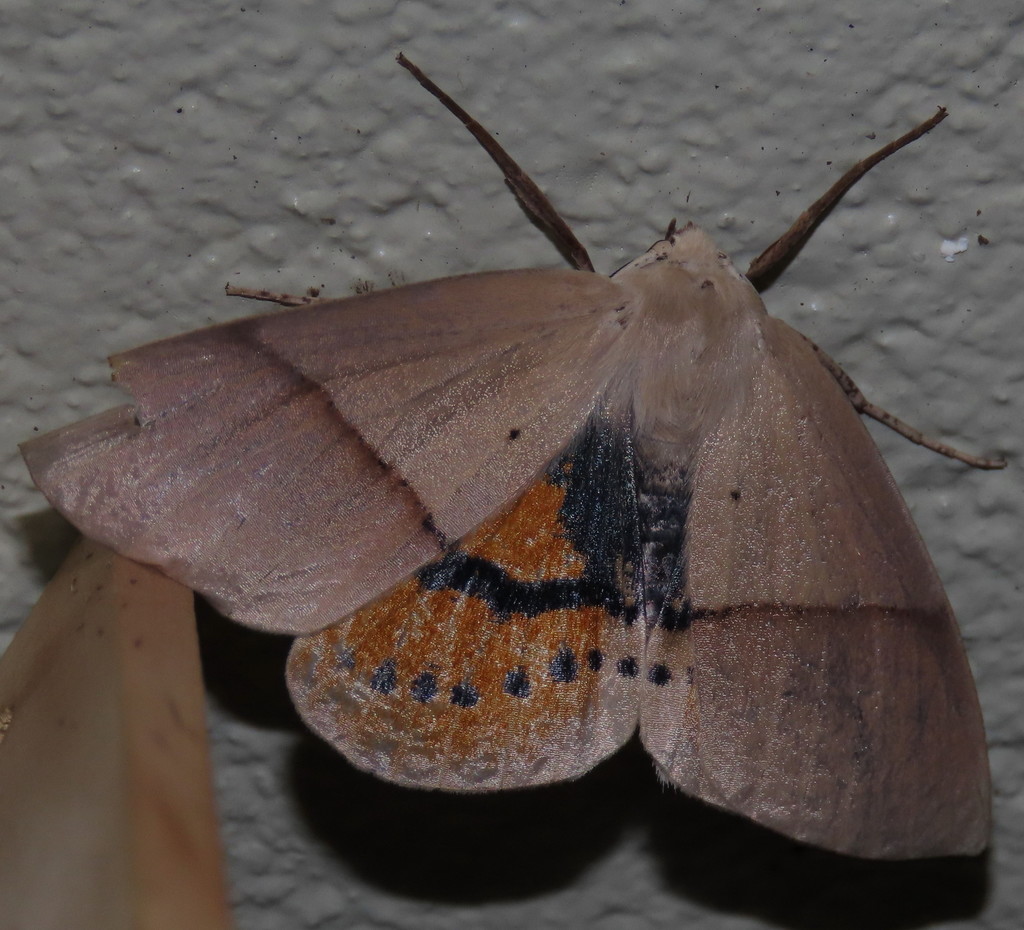 Fallen Bark Looper from Wondecla QLD 4887, Australia on January 31 ...