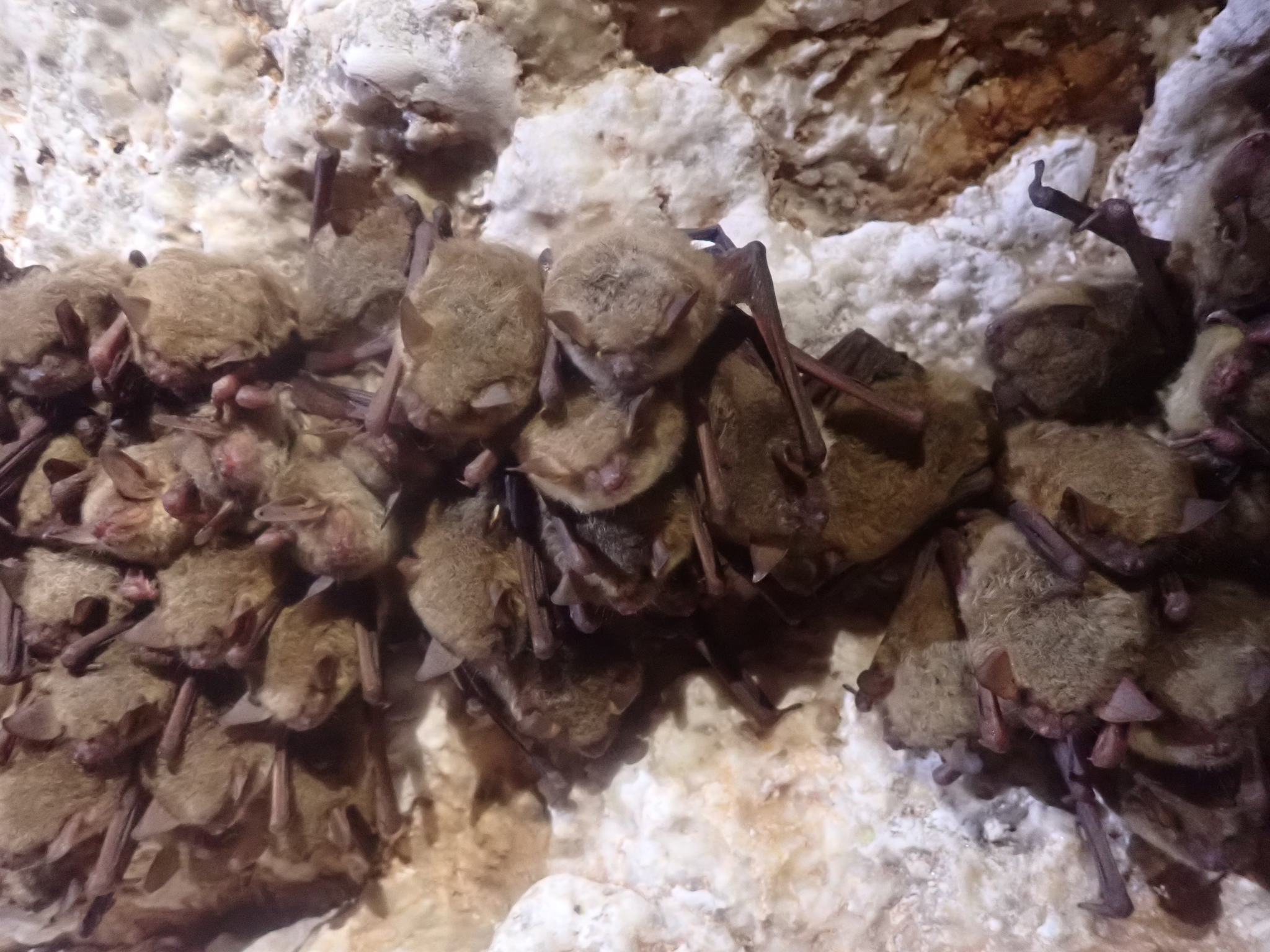 Myotis velifer (J.A.Allen, 1890)