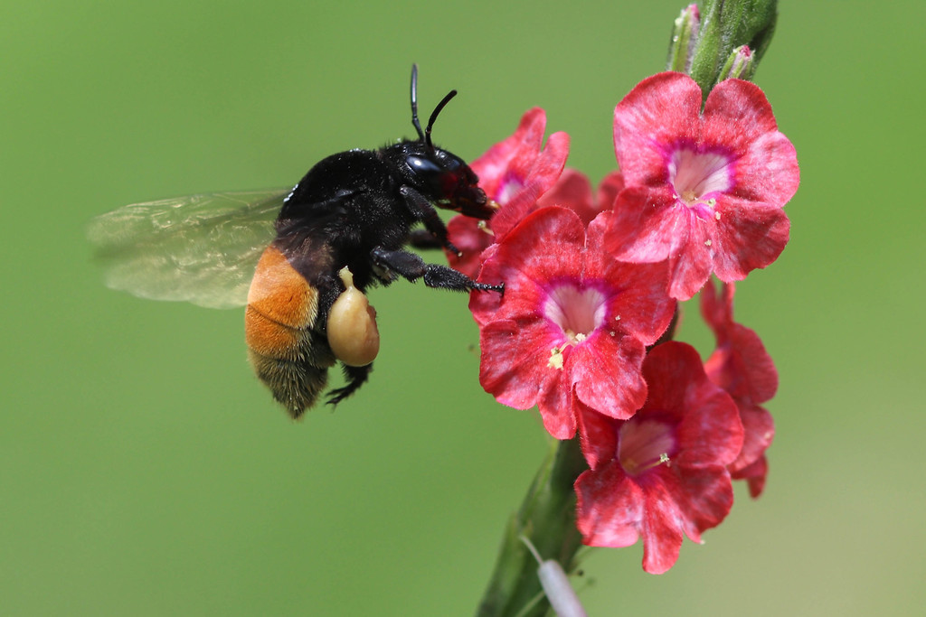 Eulaema polychroma from Manizales, Caldas, Colombie on February 03 ...
