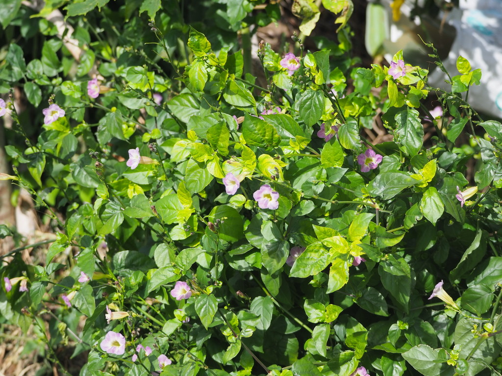 Asian Coromandel (Asystasia gangetica) - Botanical Realm