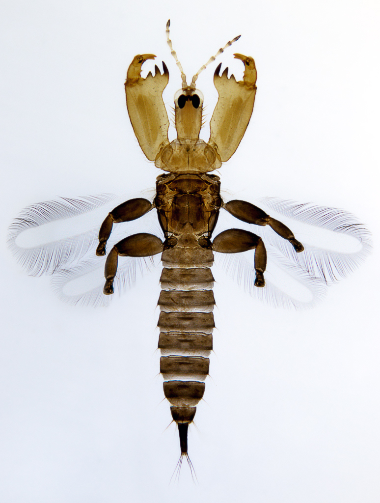 Carcinothrips leai from Elliott, NT, 0862, Australia on June 1, 2016 at ...