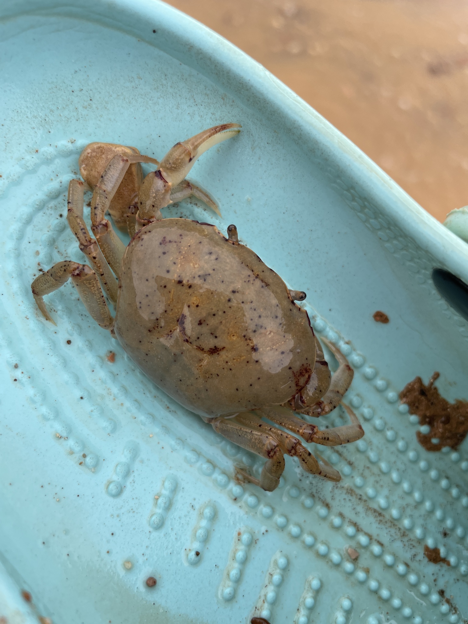 Austrothelphusa transversa (von Martens, 1868)