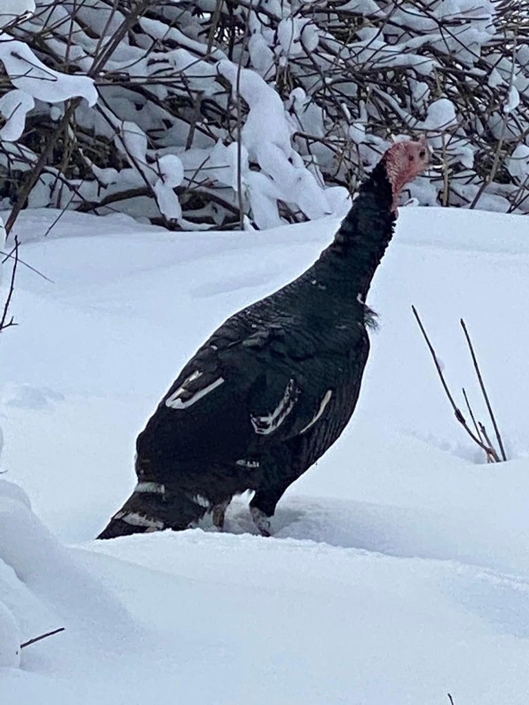 Wild Turkey from Stanley Park Cir, Anchorage, AK, US on February 03 ...