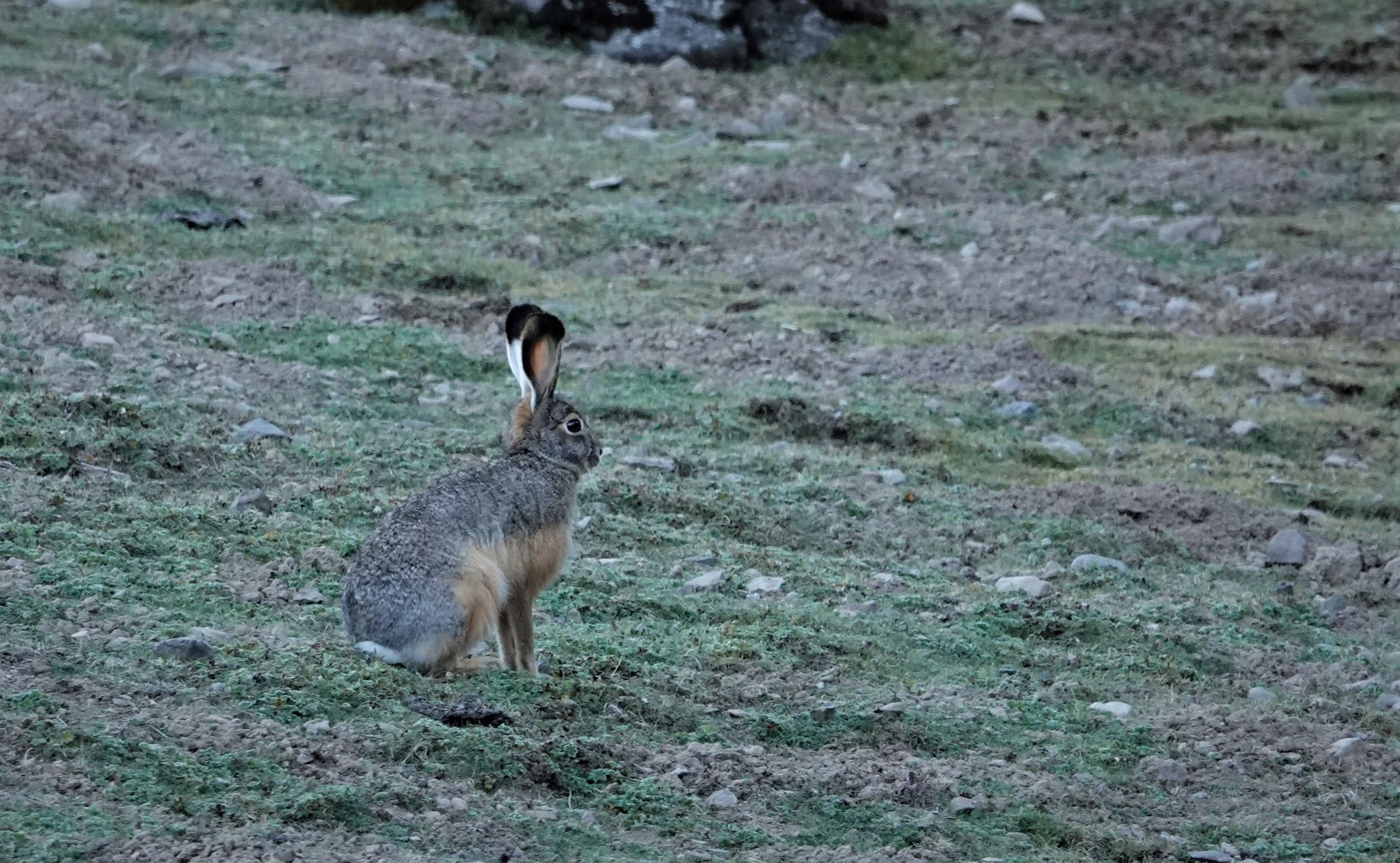 Lepus starcki Petter, 1963