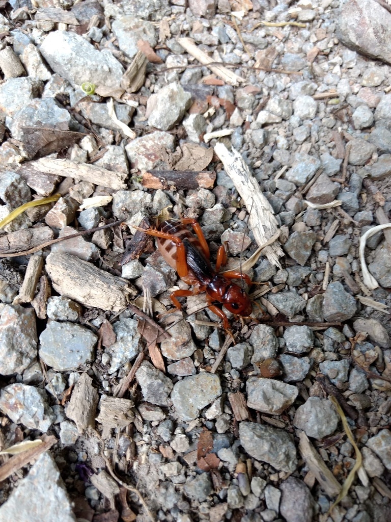 Winged Jerusalem Cricket from Puntarenas, , Puntarenas, CR on May 11 ...