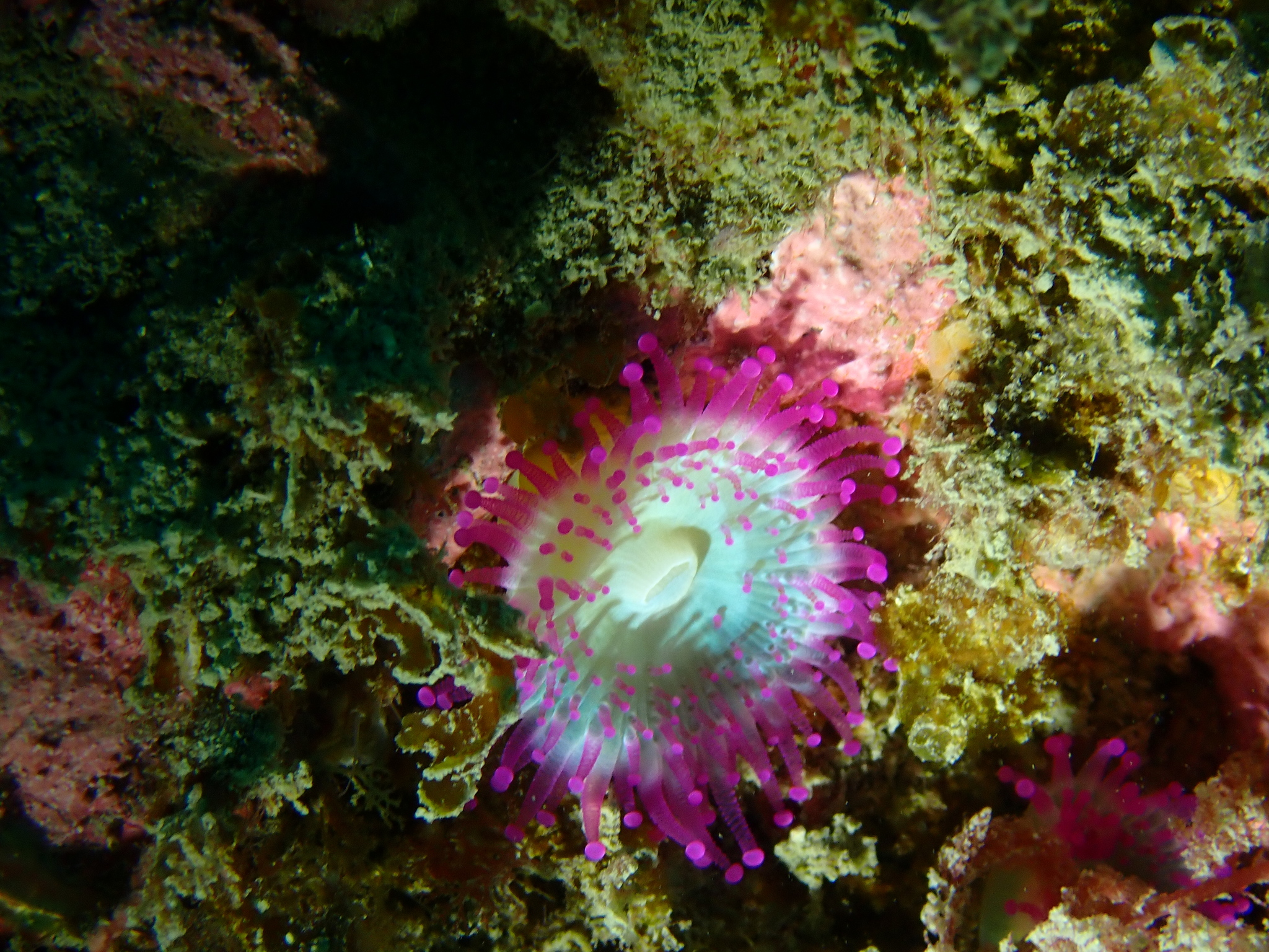 Corynactis australis Haddon & Duerden, 1896