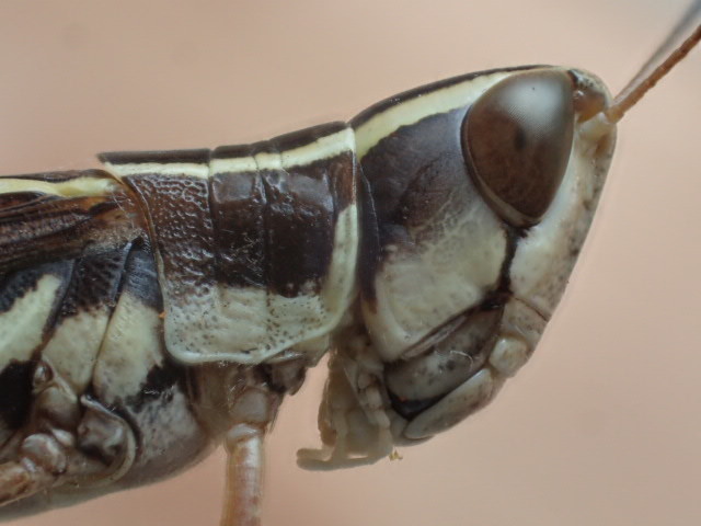 Macrotonas from Anmatjere NT 0872, Australia on February 02, 2022 at 11 ...