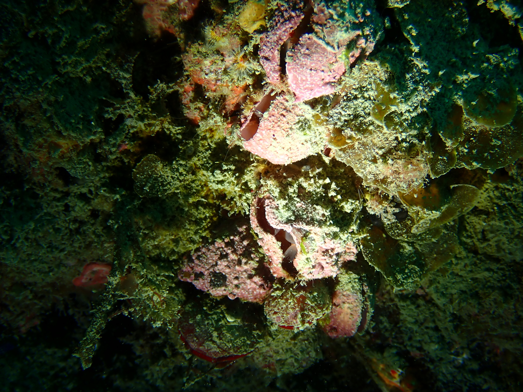 Brachiopoda