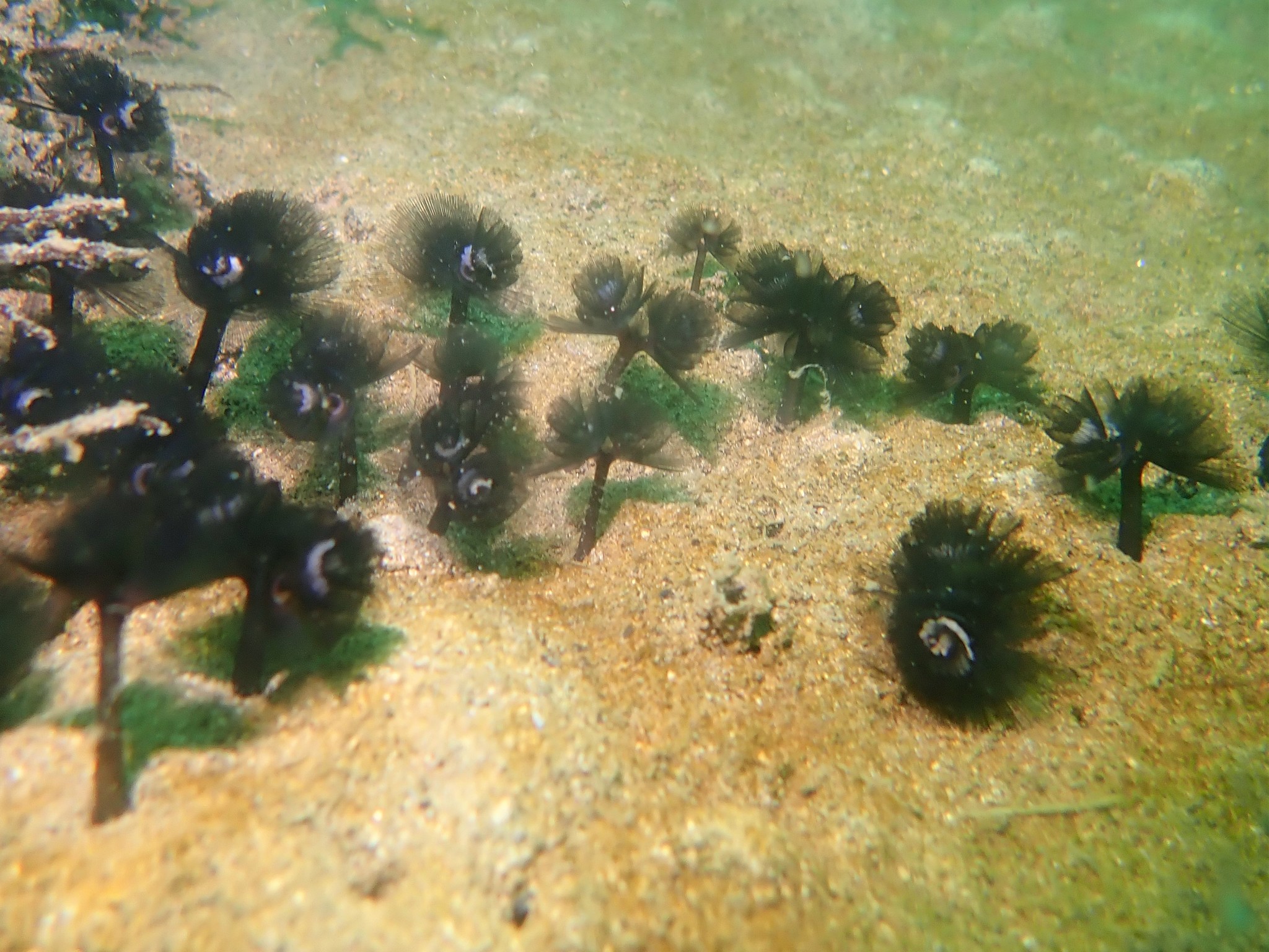 Phoronida