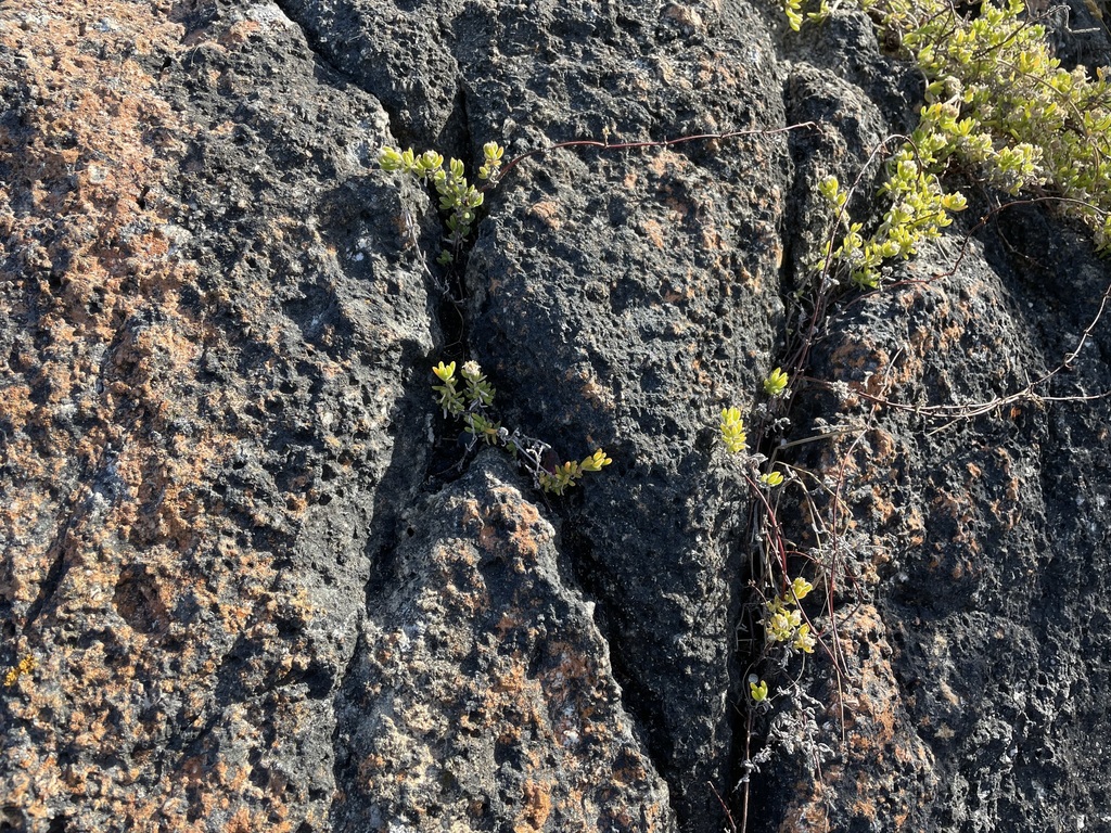 Rodondo Creeper from Cape Town, South Africa on January 23, 2022 at 08: ...