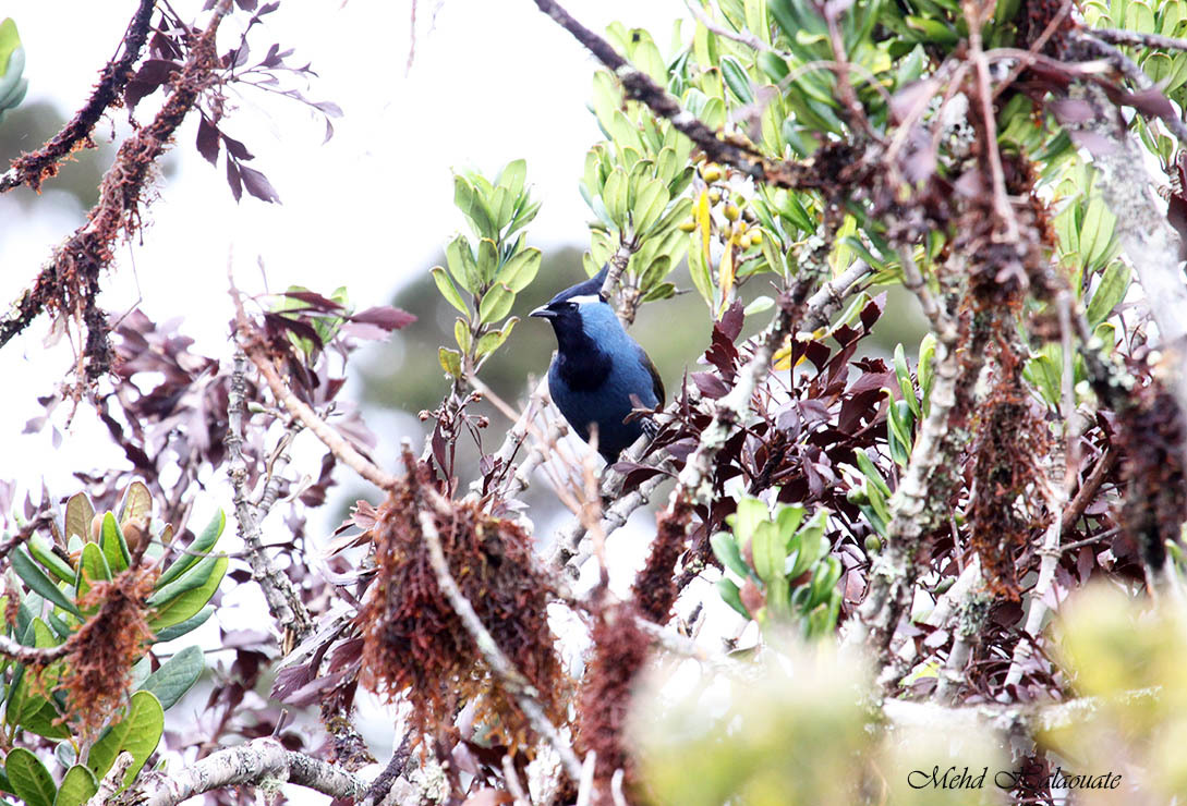 Paramythia montium De Vis, 1892