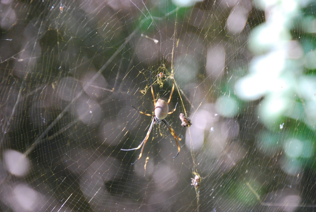 Tiger Spider from Lone Pine Koala Sanctuary, Fig Tree Pocket, QLD, AU ...