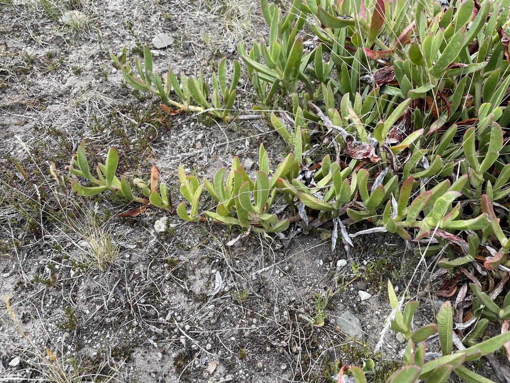 Sally-my-handsome from Still Bay East, Still Bay, 6674, South Africa on ...