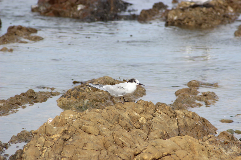 Siberian Common Tern from Plimmerton, Porirua, New Zealand on February ...