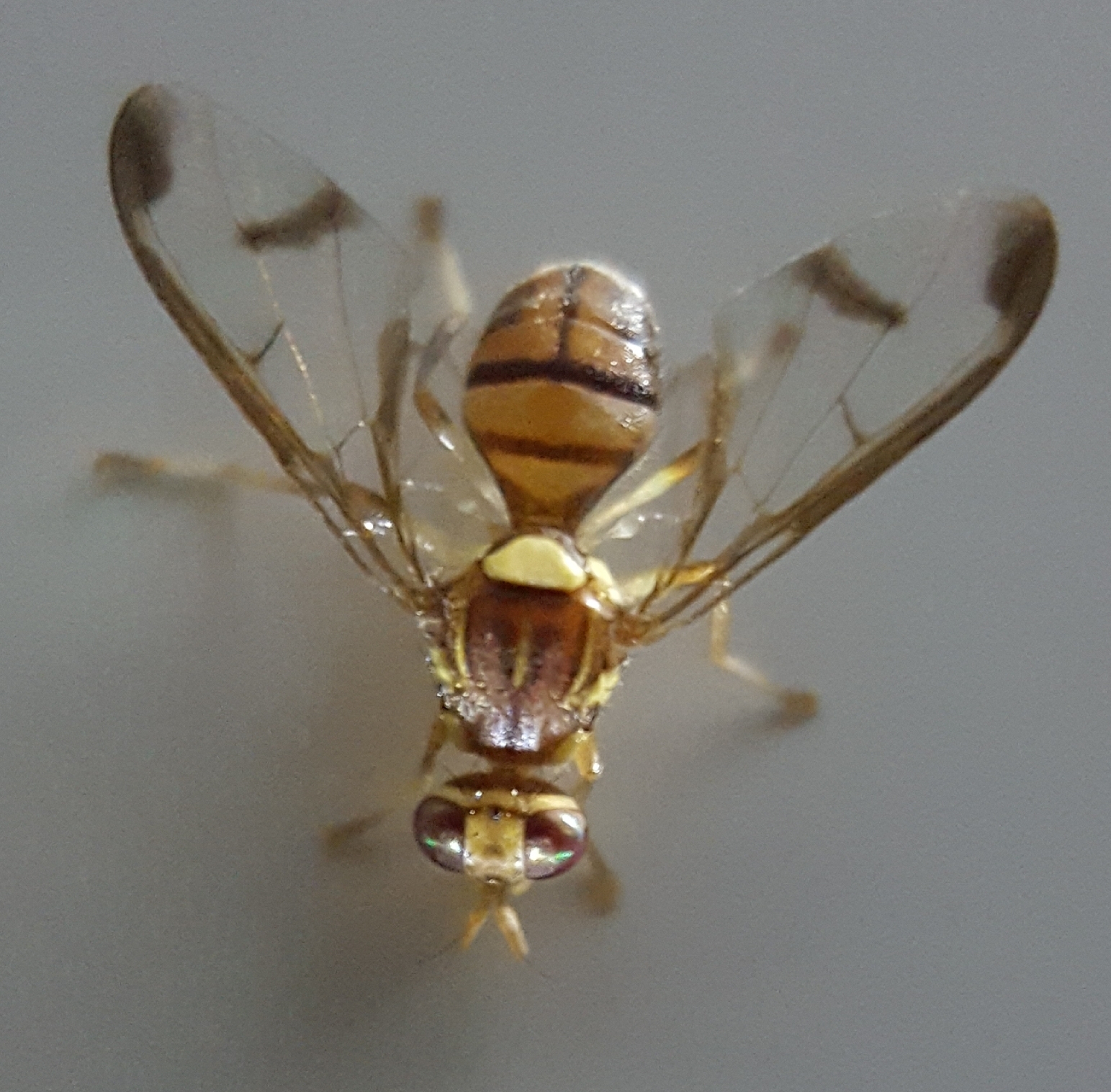 Bactrocera cucurbitae (Coquillett, 1899)