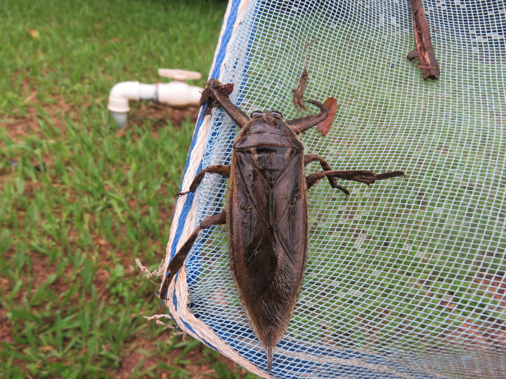 Lethocerus from Bebedouro, SP, BR on February 04, 2022 at 07:07 AM by ...